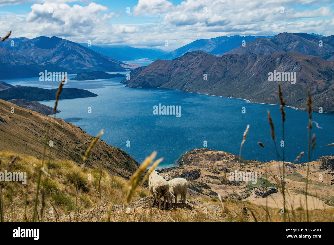 Sheep viewing Lake Wanaka from Roys Peak Stock Photo - Alamy