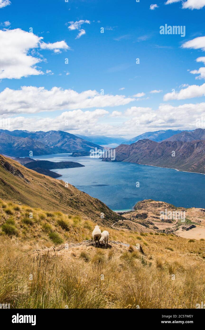 Sheep viewing Lake Wanaka from Roys Peak Stock Photo - Alamy