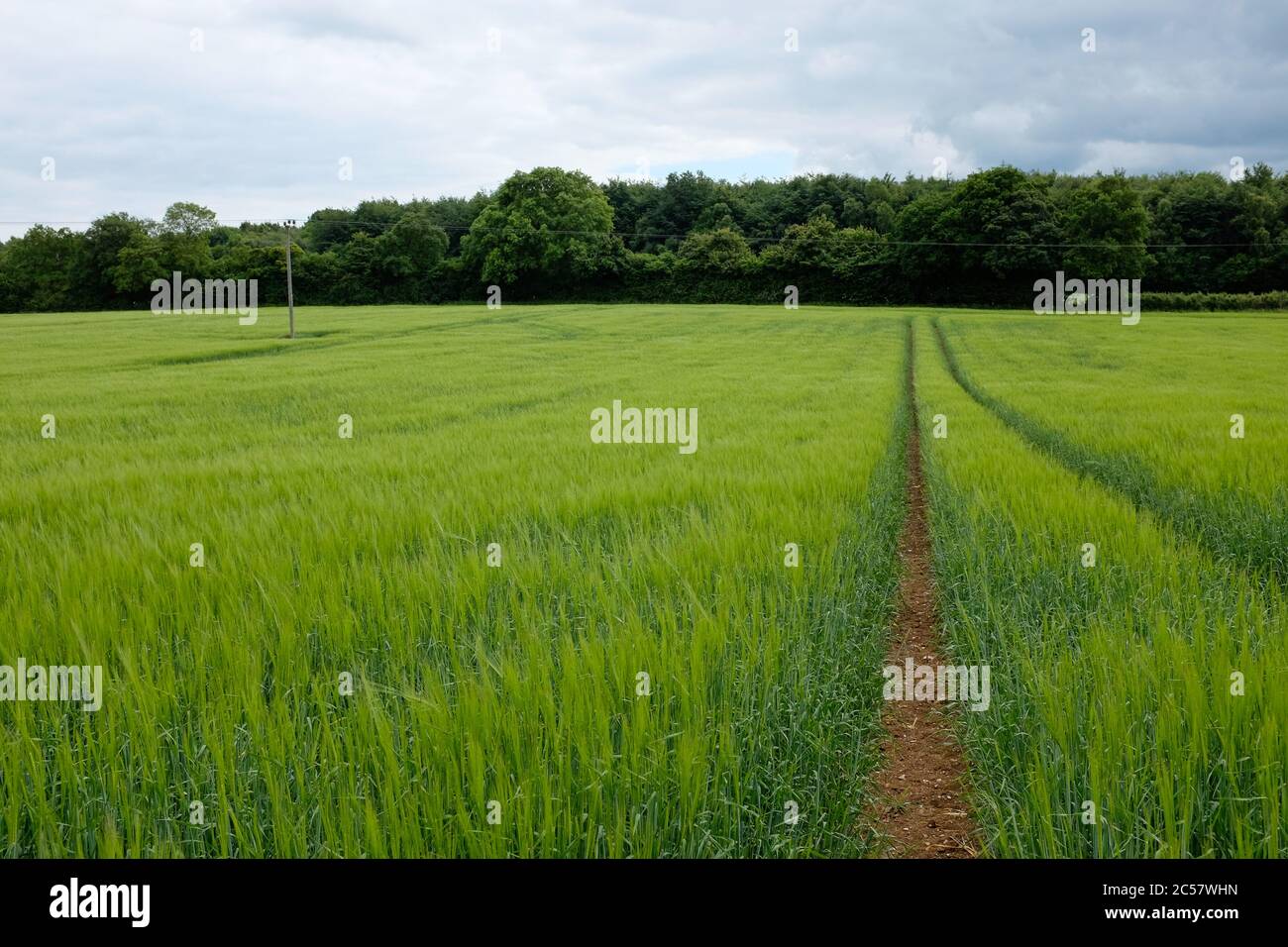 Path through wheat field hi-res stock photography and images - Alamy