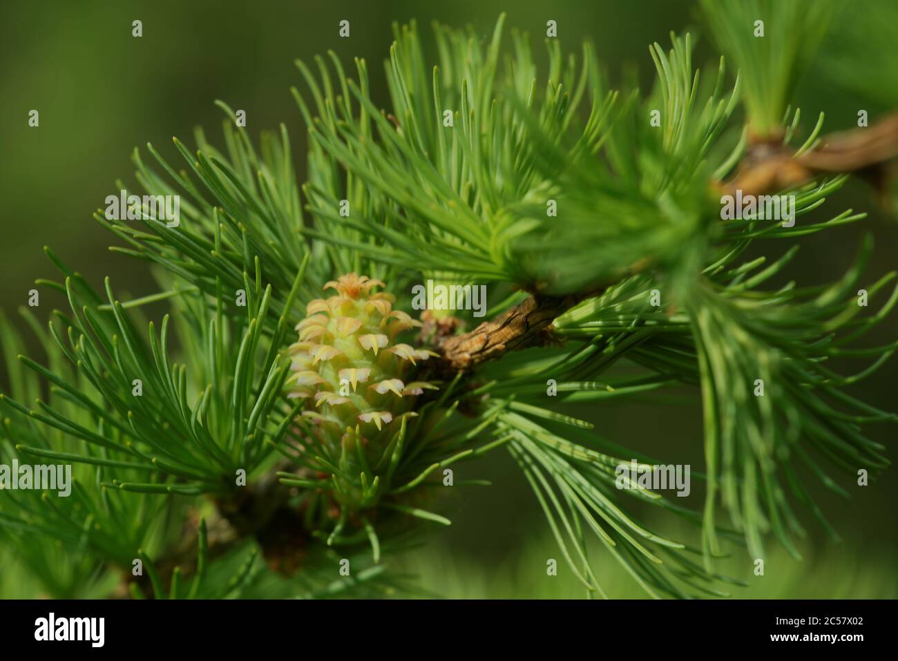 Young ovulate cone of larch tree in spring, beginning of May Stock ...