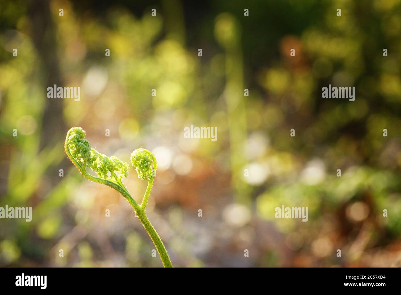 Fresh fern leaves, April on the forest floor, close-up, fuzzy ...