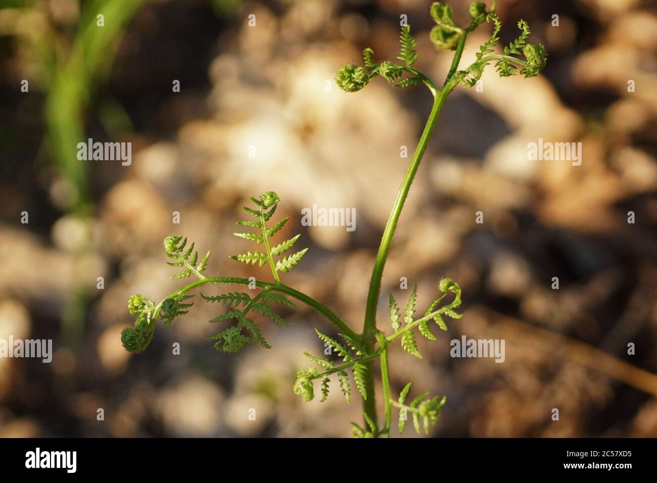 Fresh fern leaves, April on the forest floor, close-up, fuzzy ...