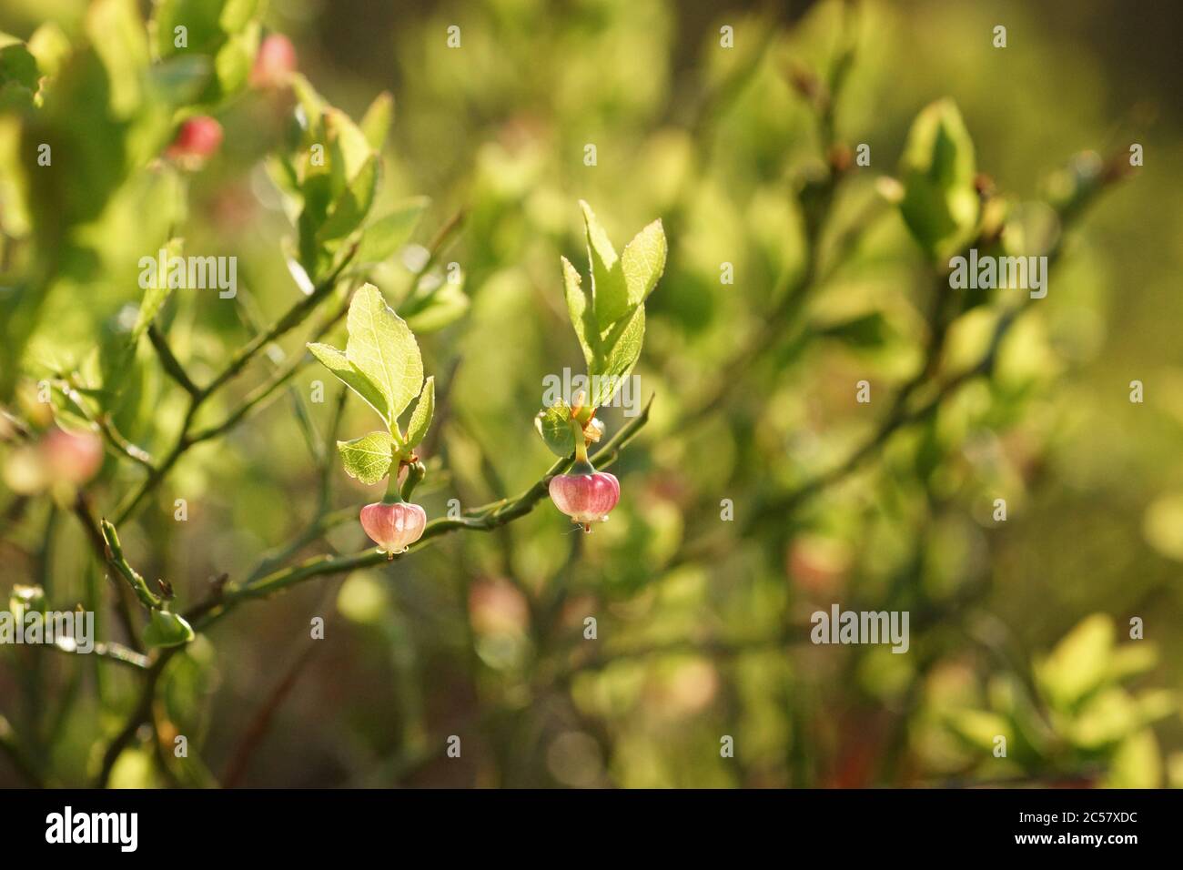 Lingonberry flowers backward illuminated by sunlight, spring on the ...