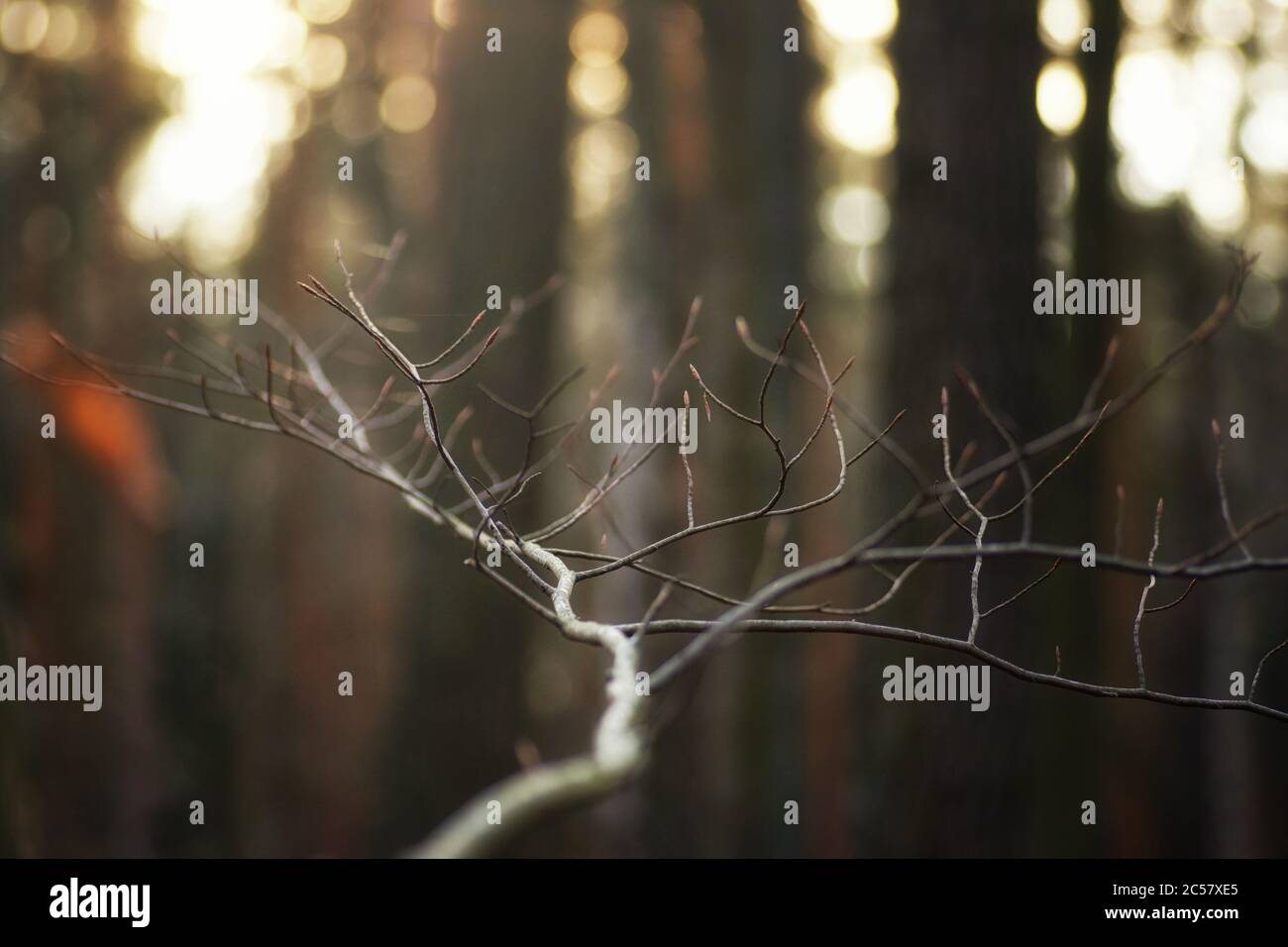 Fuzzy tree hi-res stock photography and images - Alamy