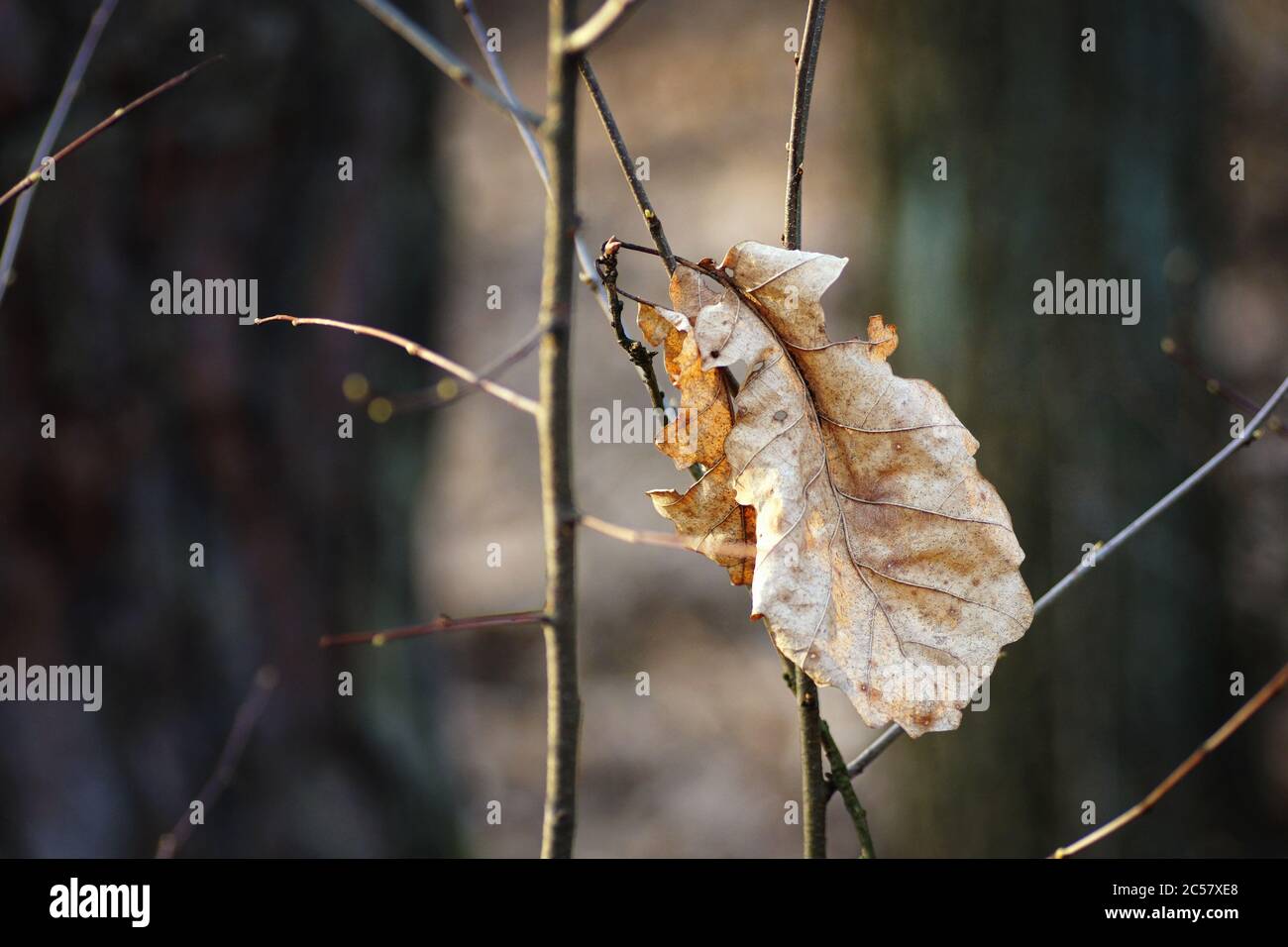 Oak leaf buds hi-res stock photography and images - Alamy