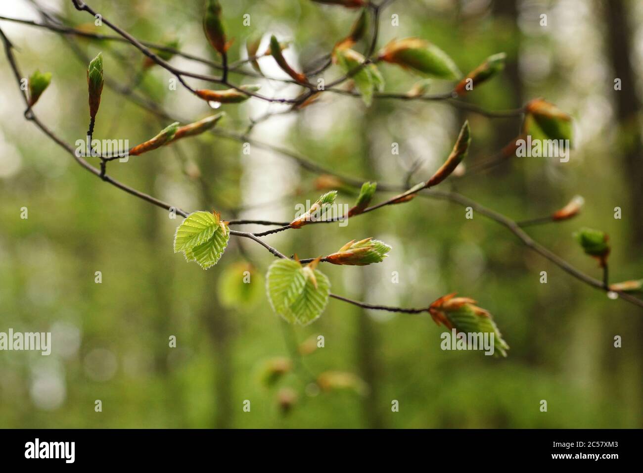 Young leaves in drops of rain, a day in the spring forest, fuzzy ...