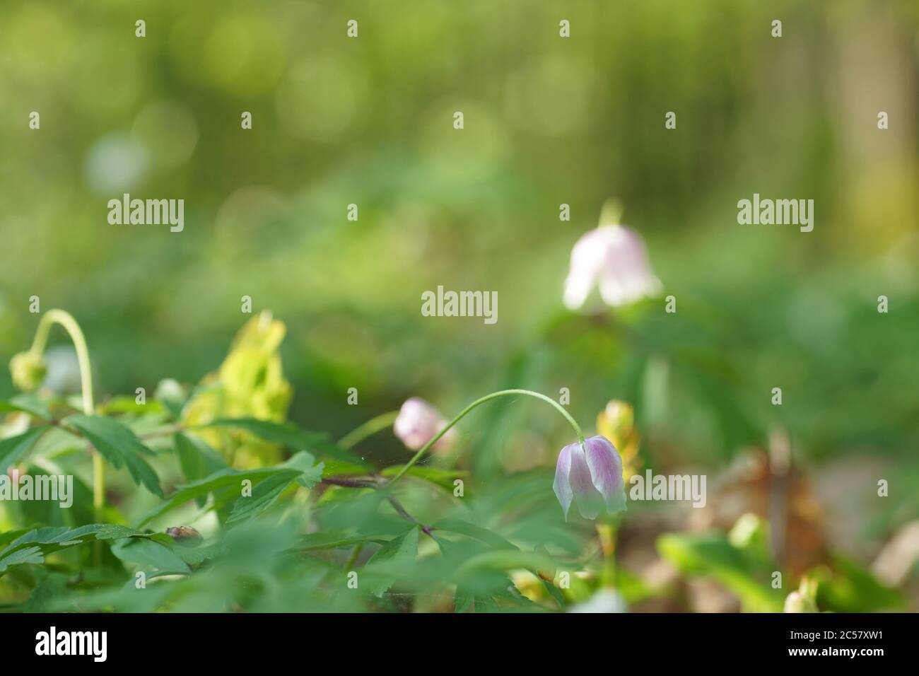 Spring forest floor blossoming anemones, fuzzy background, copy space ...