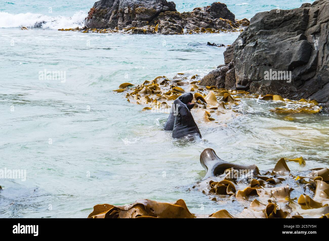 Animals mating hi-res stock photography and images - Alamy