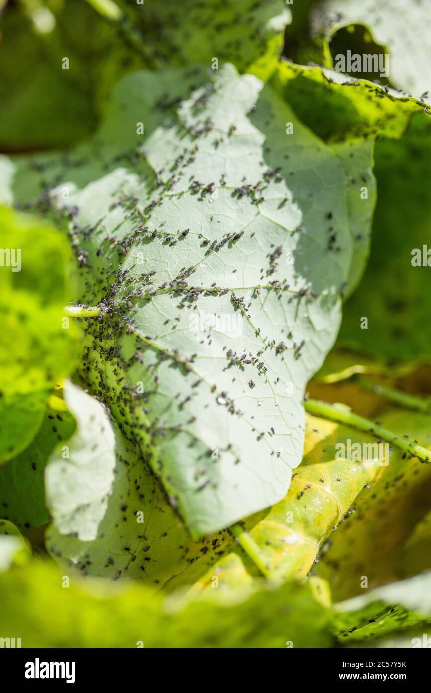 Sap feeding insects hi-res stock photography and images - Alamy