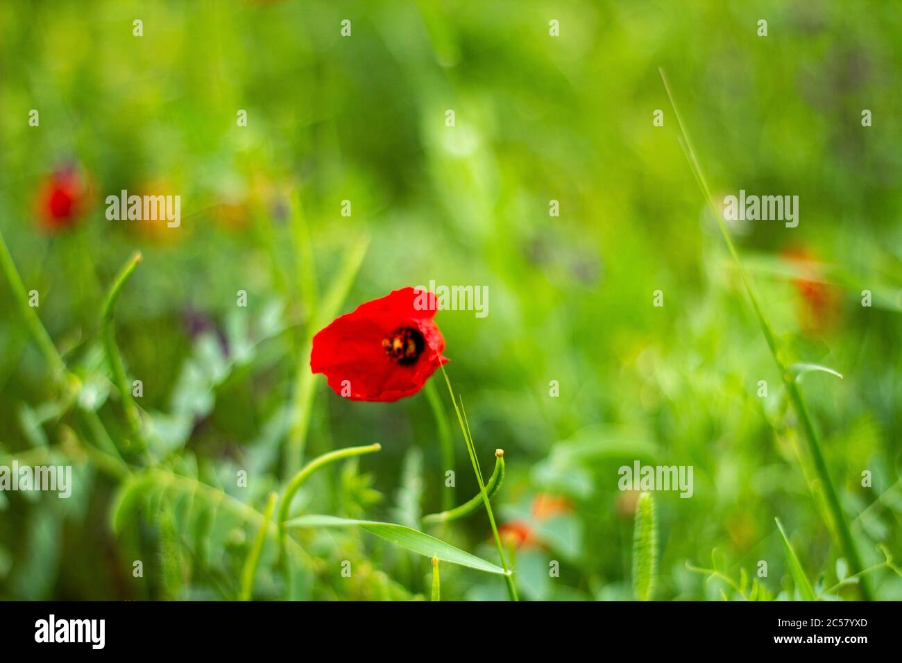 Blooming poppy flower natural background hi-res stock photography and ...