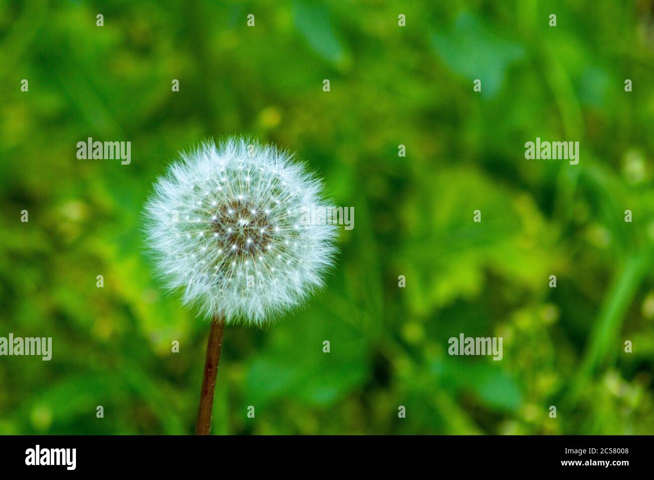 Dandelion flower seed. Single flower on dark green background Stock ...