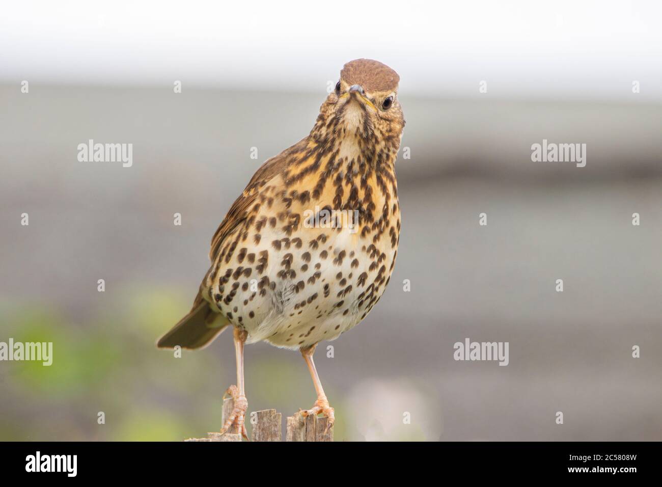 Speckled bird hi-res stock photography and images - Alamy