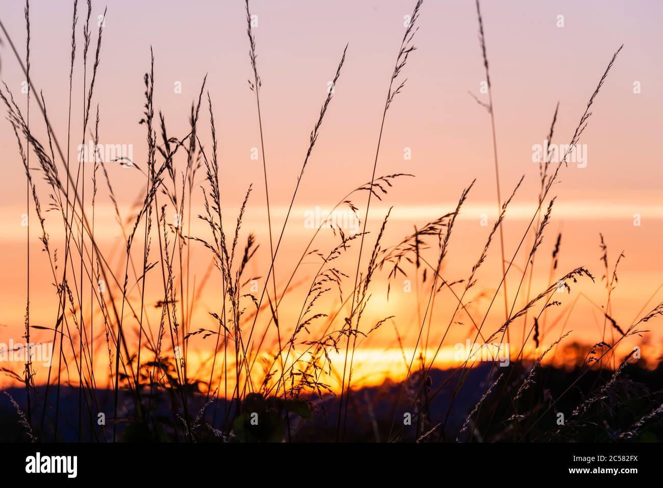 Silhouette Sunset Grass Sunset Or Sunrise With Silhouette Of Grass And