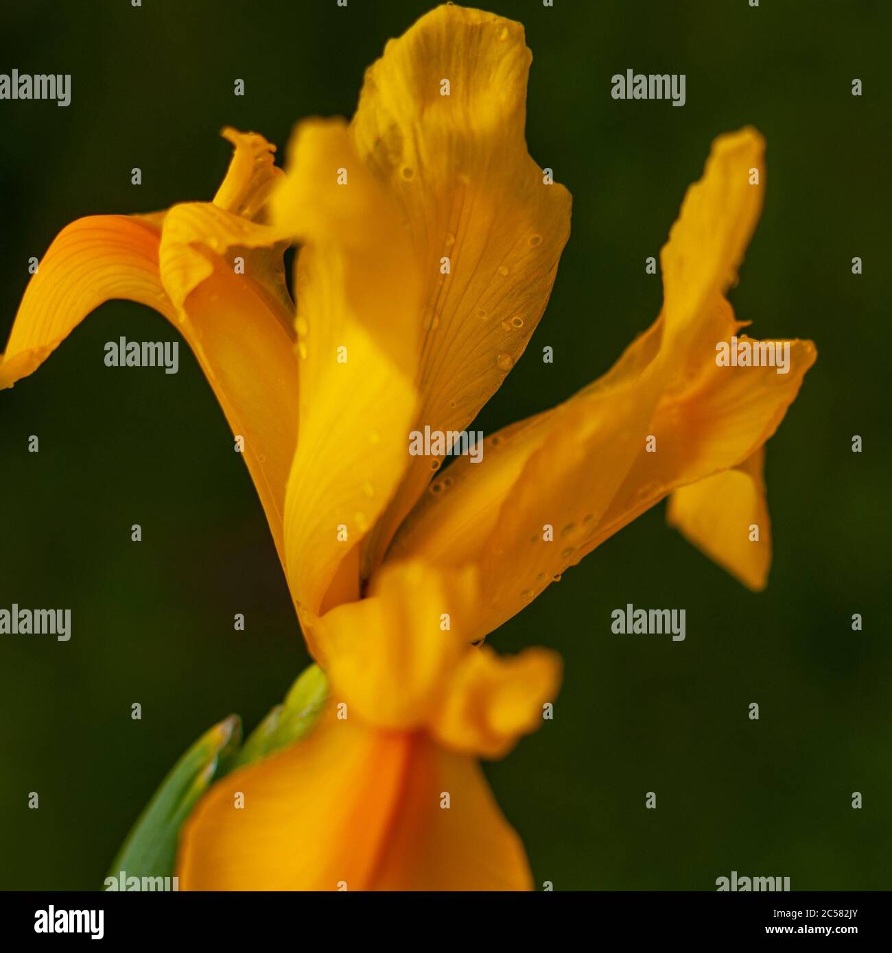 Dutch iris iris hollandica hi-res stock photography and images - Alamy