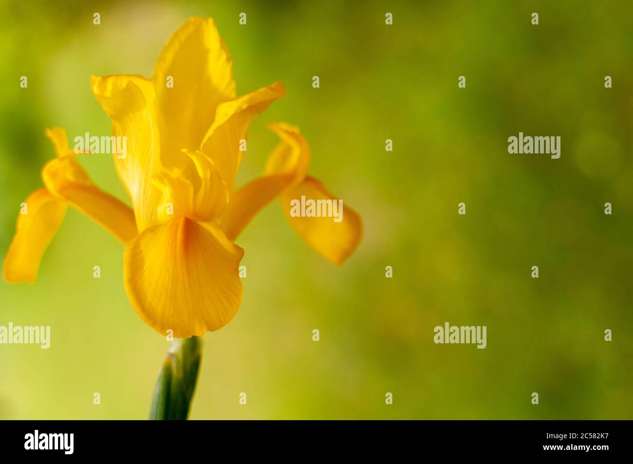 Yellow blooming Dutch Iris on blurred greenery background with space ...