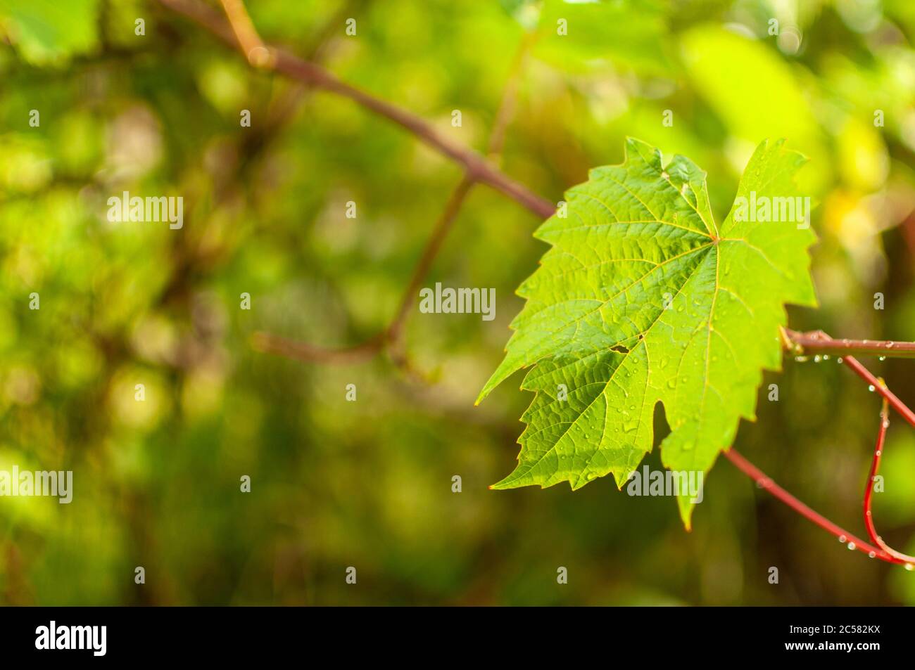 Spring Grape Vine leaf on floral blurred background with water droplets ...