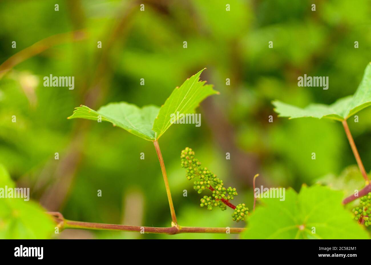 Grape caterpillar hi-res stock photography and images - Alamy