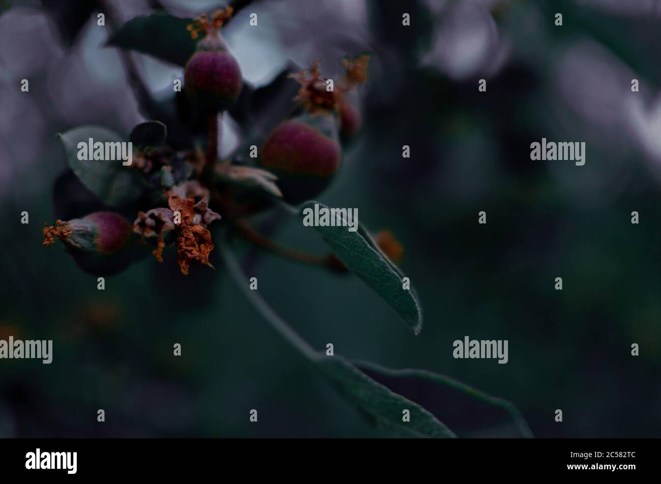 Young Apple Fruits at night on the dark blurred background in the Night ...