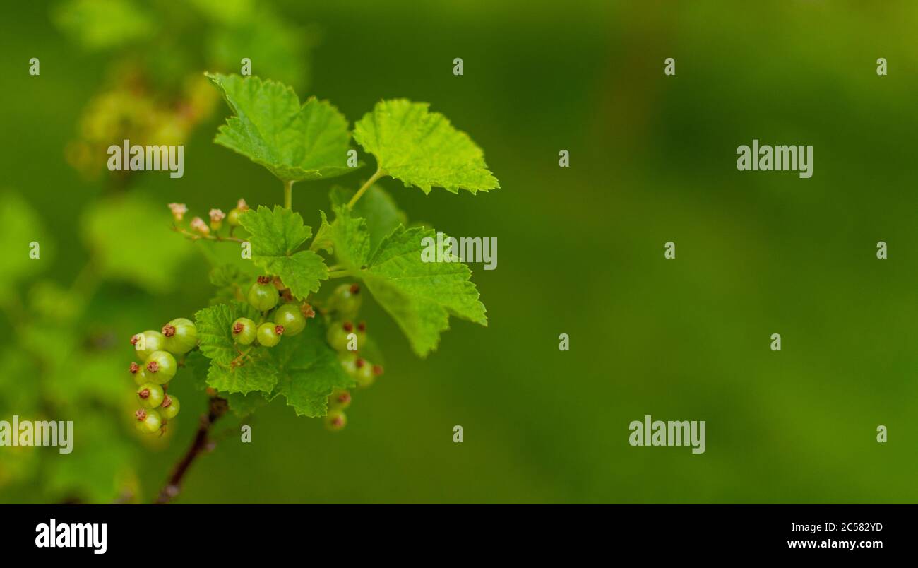 Ripening Red Currant fruits on a blurred greenery background with copy ...