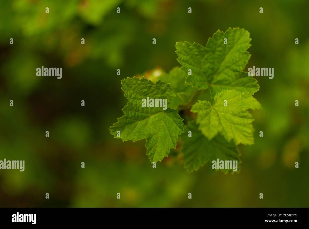 Red Currant fresh leaves on greenery background with copy space. Ribes ...