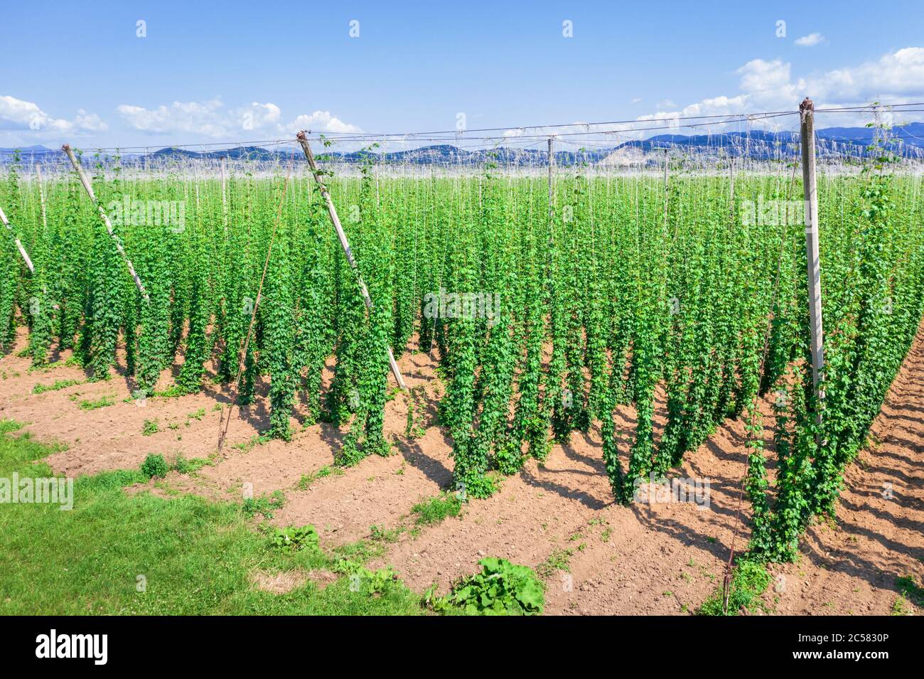 Aerial view brewery beer production hi-res stock photography and images ...