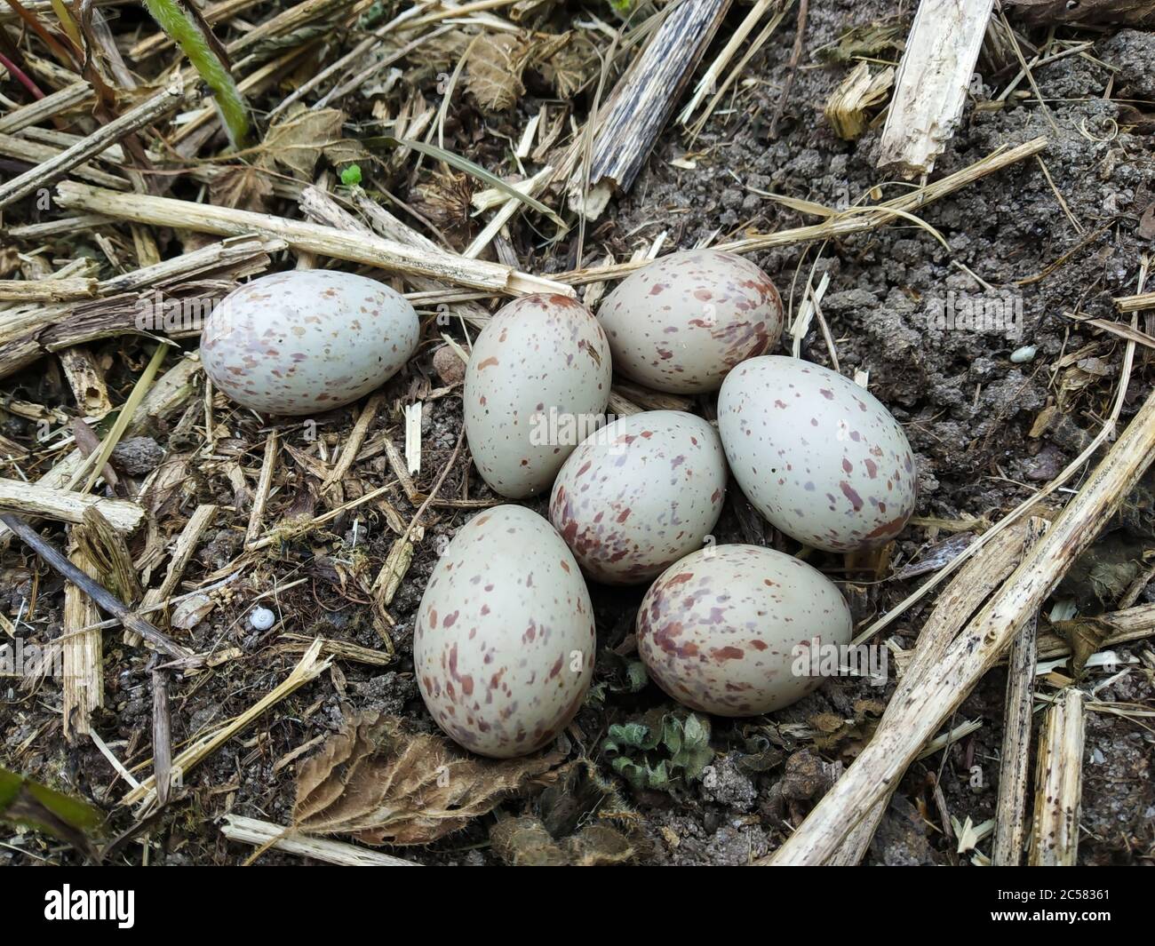 The Egg of the duck to rest upon the land with dry herb by springtime ...