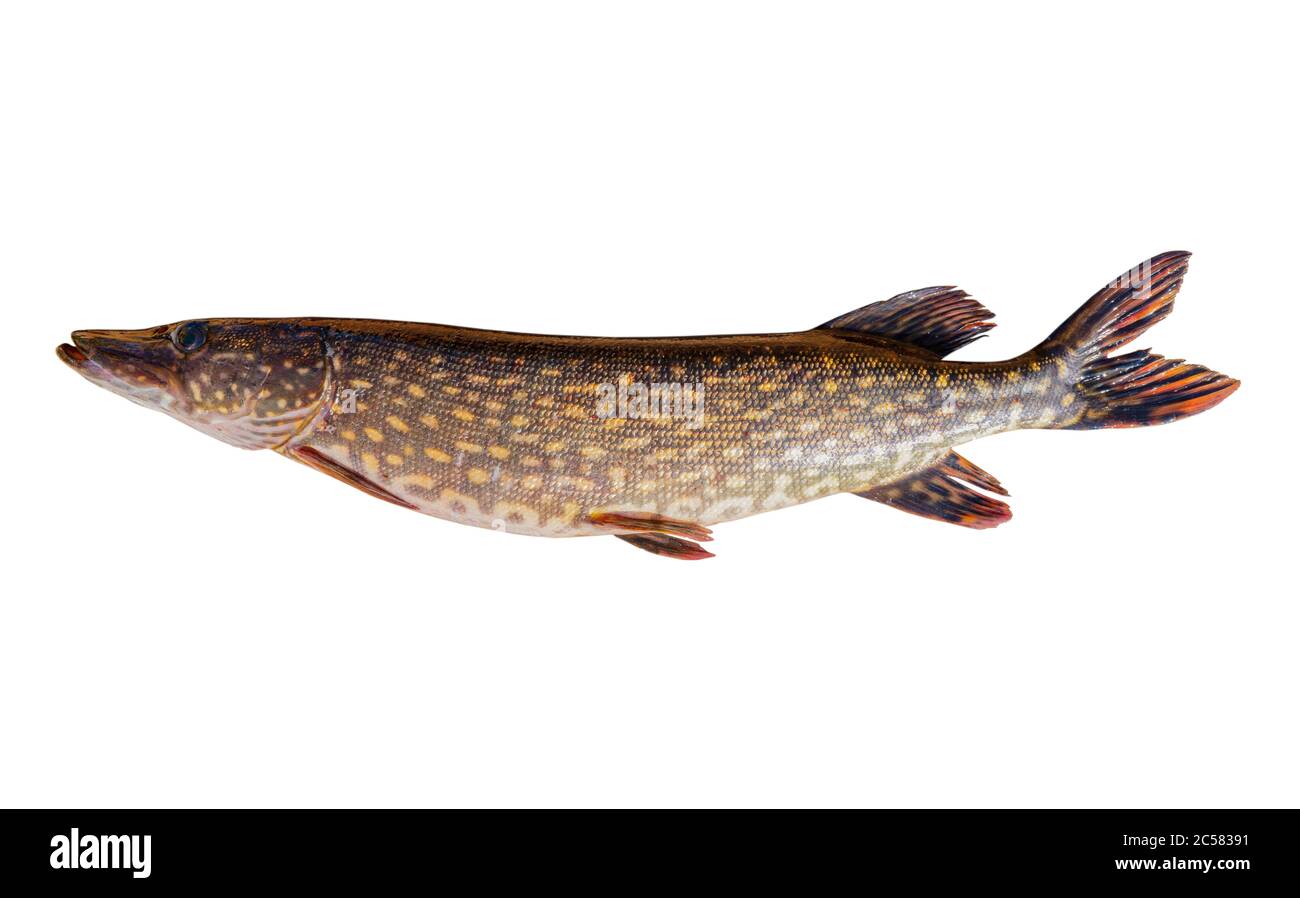 Pike isolated on white background with clipping path. Big live pike ...