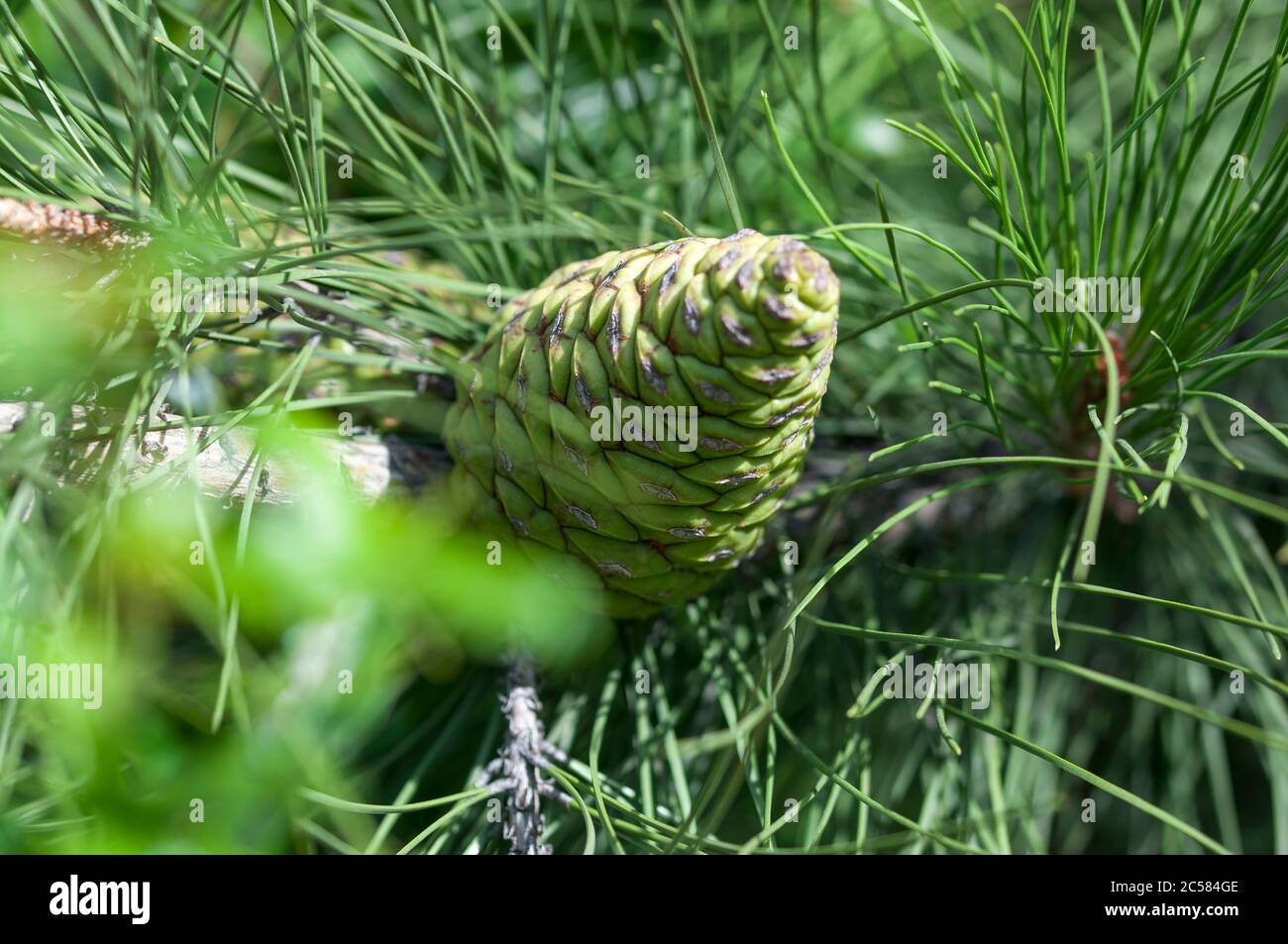 Large pine cone hi-res stock photography and images - Alamy