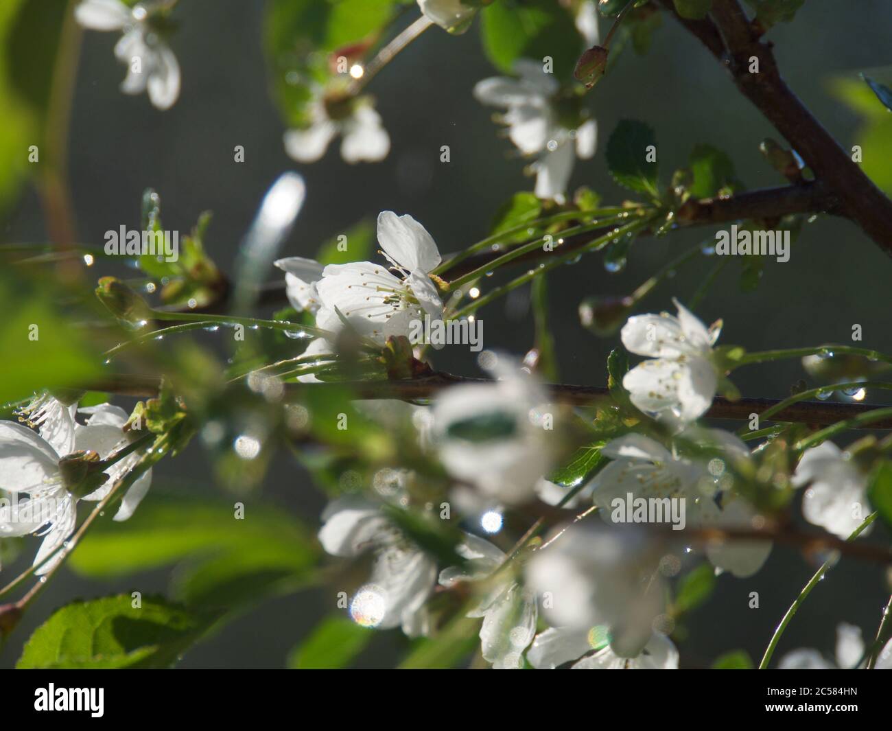 Spring Cherry blossoms in the rain , flowers background Stock Photo - Alamy