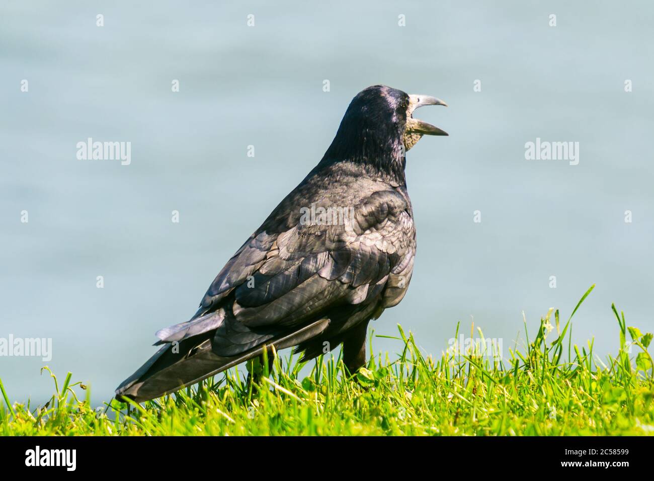 Portrait of a screaming black crow hi-res stock photography and images ...