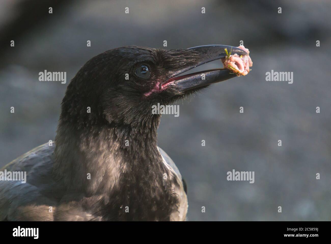 close-up photo of a hooded crow with food in his beak Stock Photo - Alamy