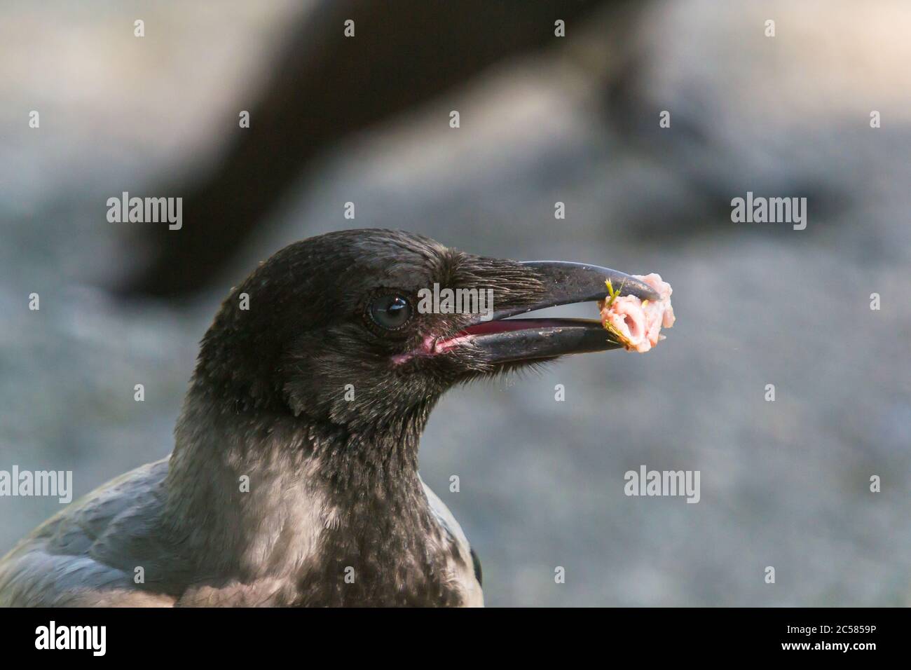 close-up photo of a hooded crow with food in his beak Stock Photo - Alamy