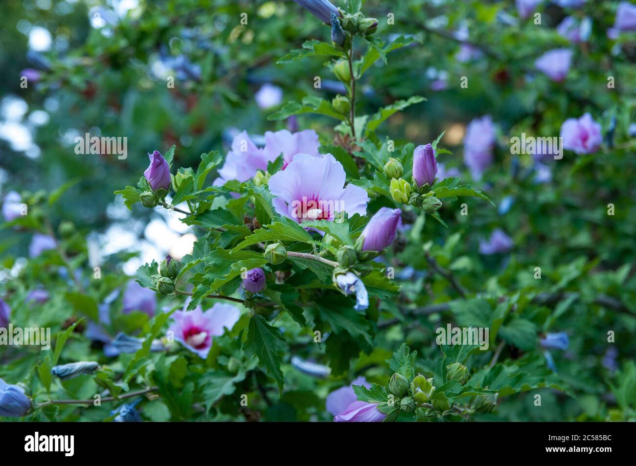 Hibiscus Syrian or Chinese rose, flowers of the Malvaceae family. The ...