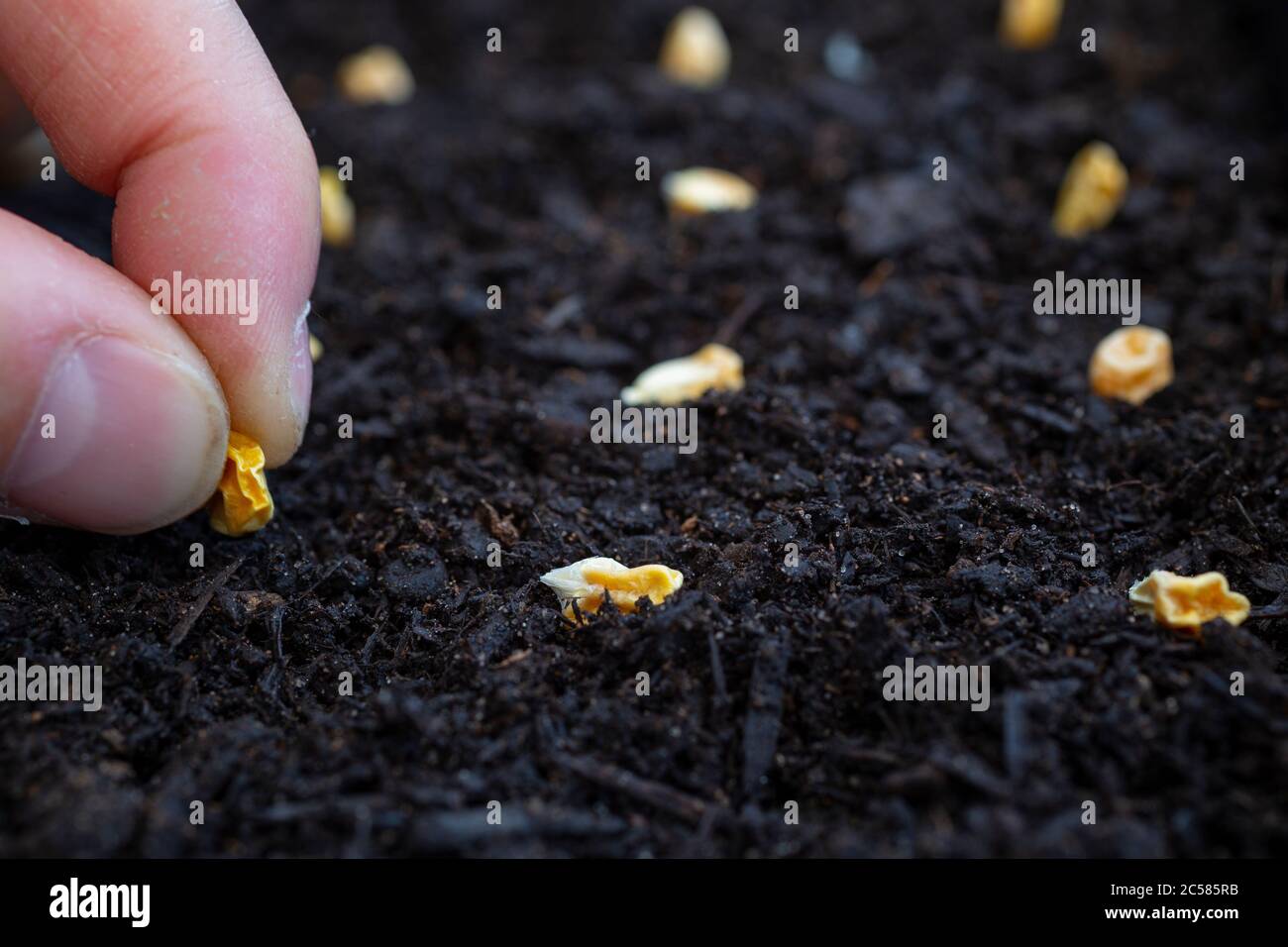 Sowing Sweetcorn 'Lark' seeds in compost Stock Photo - Alamy