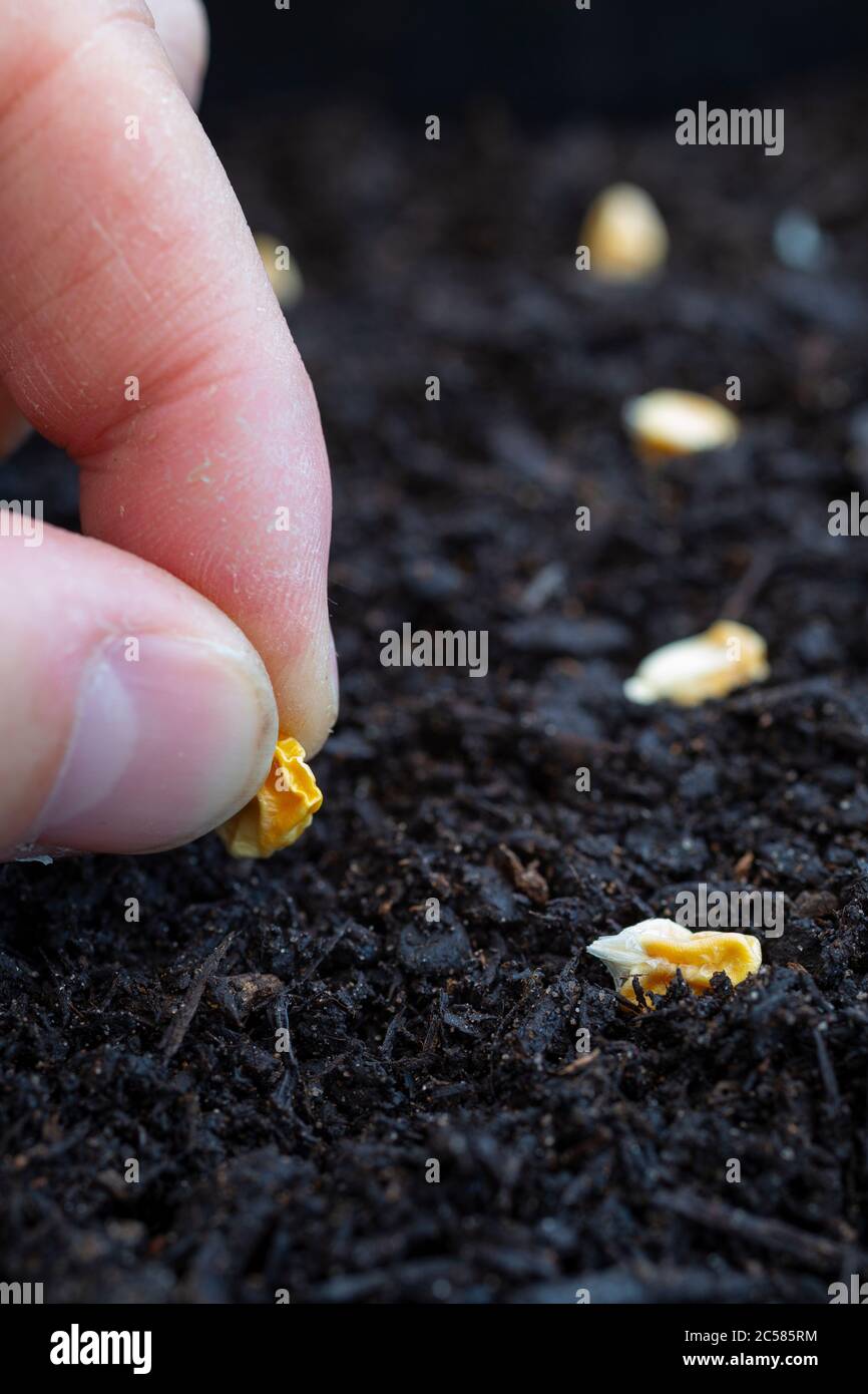 Sweetcorn seed hi-res stock photography and images - Alamy