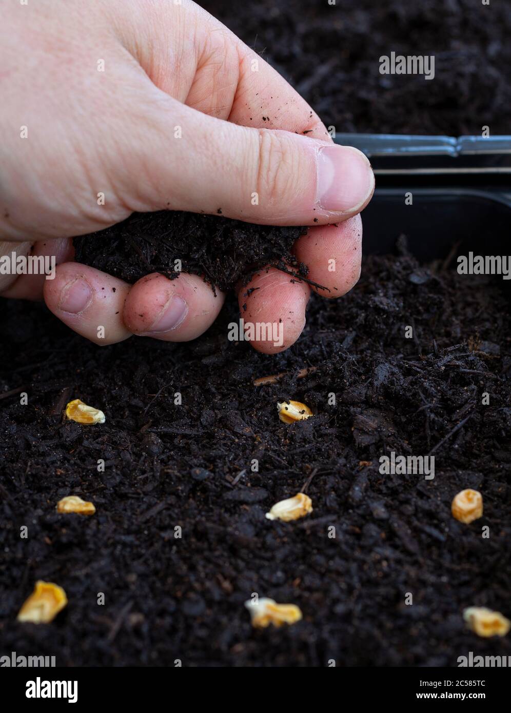 Covering Sweetcorn 'Lark' seeds with a thin layer of compost Stock ...