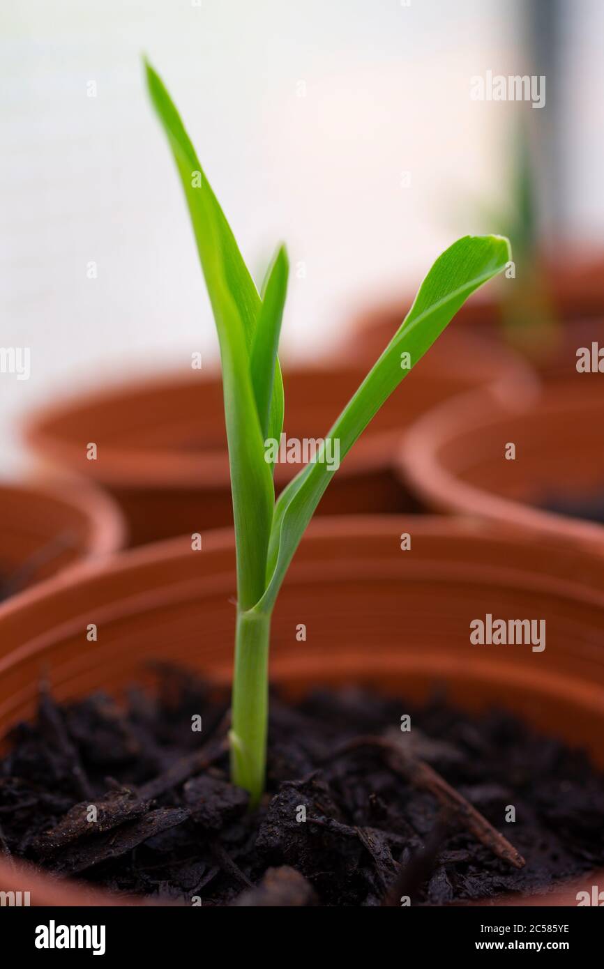 Young Sweetcorn 'Lark' plant Stock Photo - Alamy