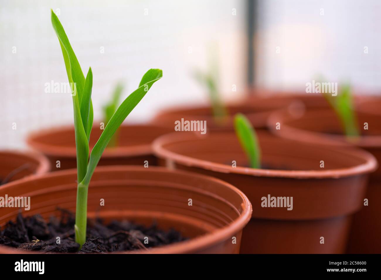 Young Sweetcorn 'Lark' plant Stock Photo - Alamy