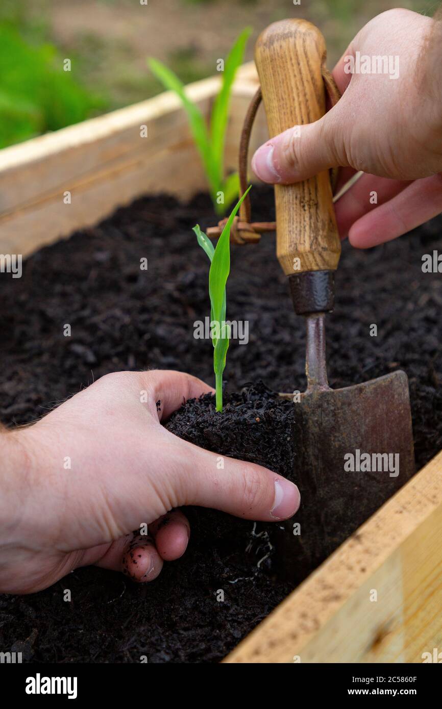 Planting Sweetcorn 'Lark' into a vegetable planter Stock Photo - Alamy