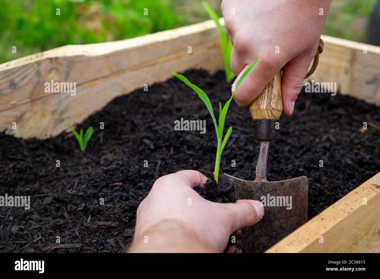 Planting Sweetcorn 'Lark' into a vegetable planter Stock Photo - Alamy