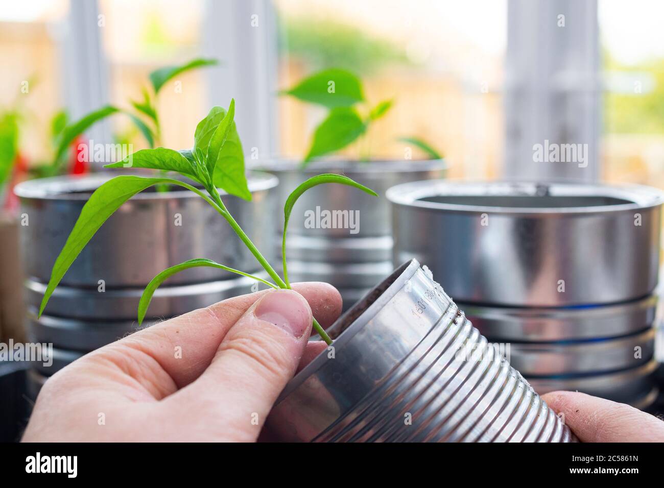 Potting on Chilli 'Jalapeno' plants into Aluminium cans Stock Photo - Alamy