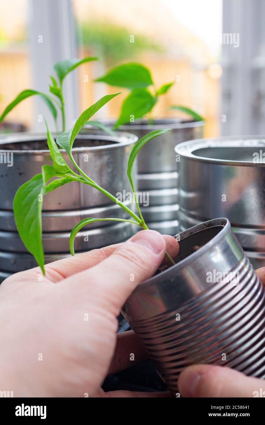 Potting on Chilli 'Jalapeno' plants into Aluminium cans Stock Photo - Alamy