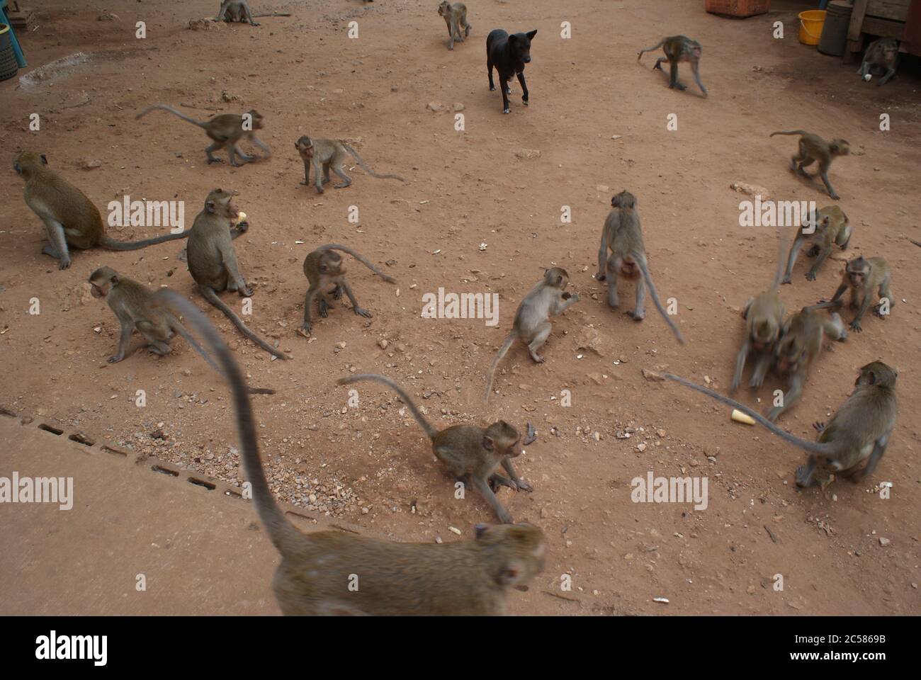 An amazing tour where you can see and even feed real monkeys. Be ...