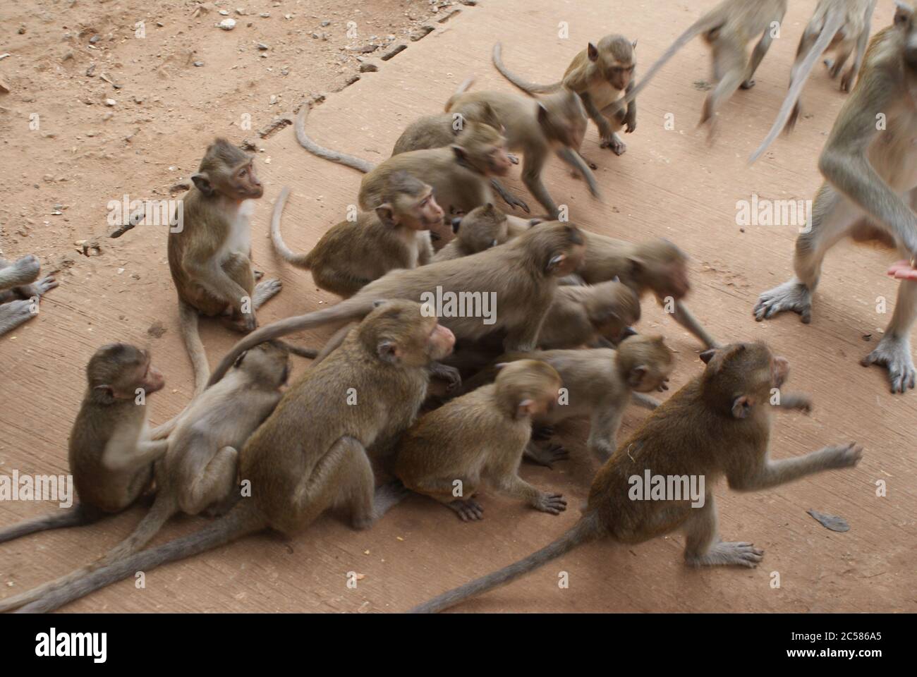 An amazing tour where you can see and even feed real monkeys. Be ...