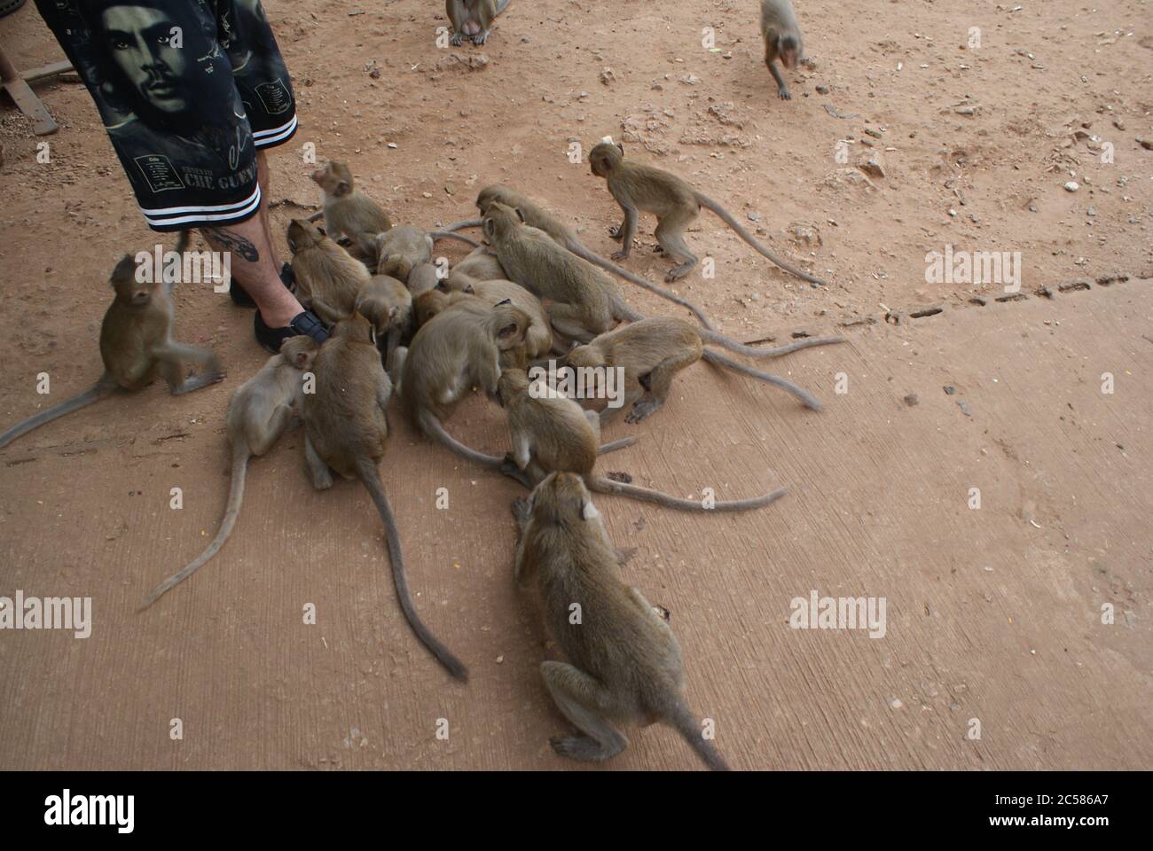 An amazing tour where you can see and even feed real monkeys. Be ...