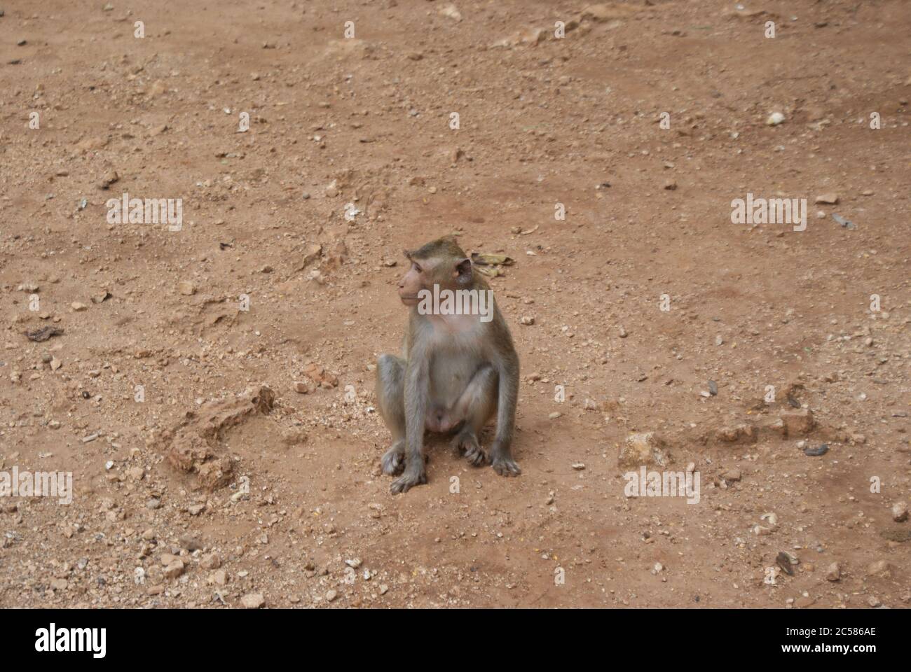 An amazing tour where you can see and even feed real monkeys. Be ...