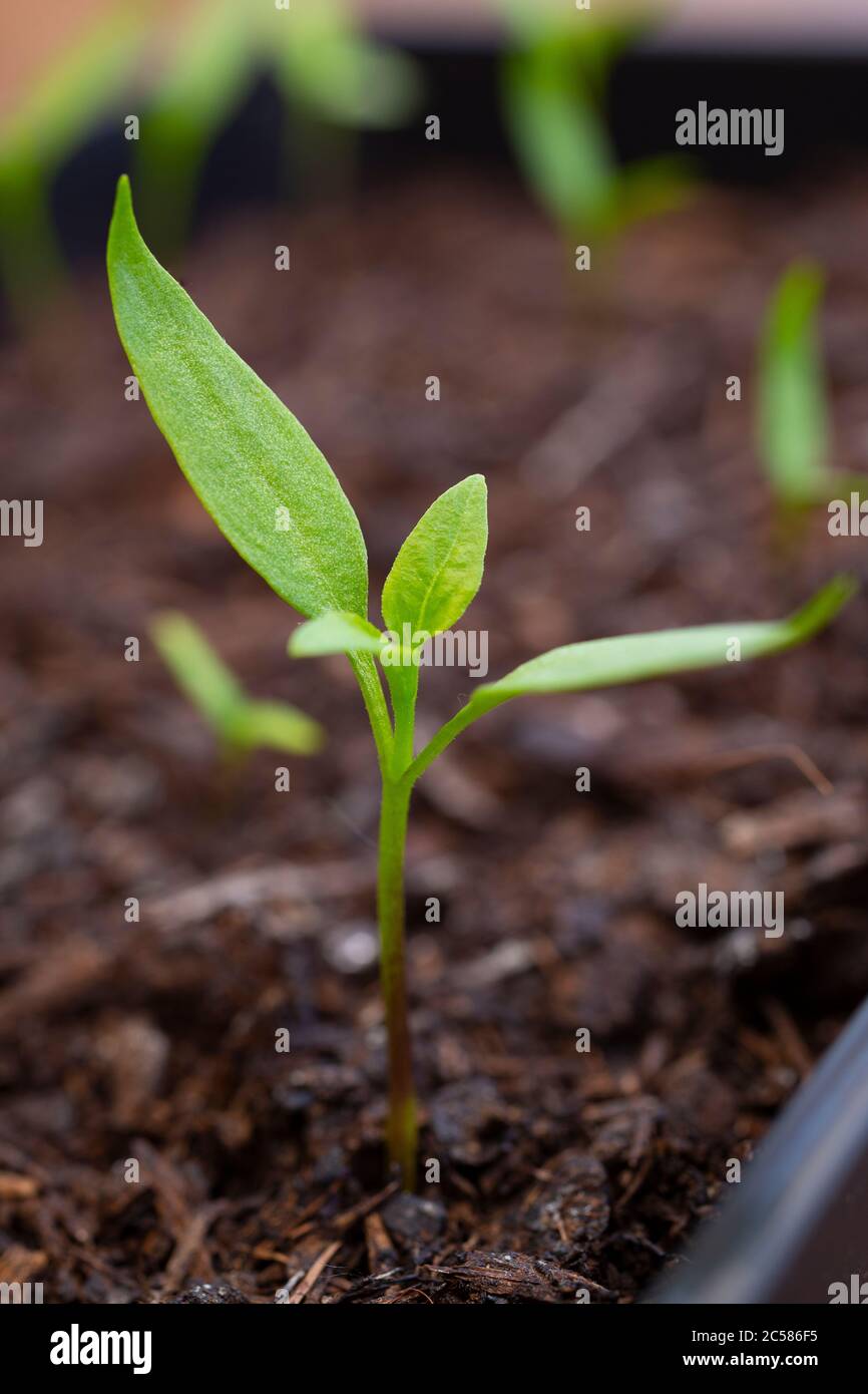 A young Chilli seedling Stock Photo - Alamy