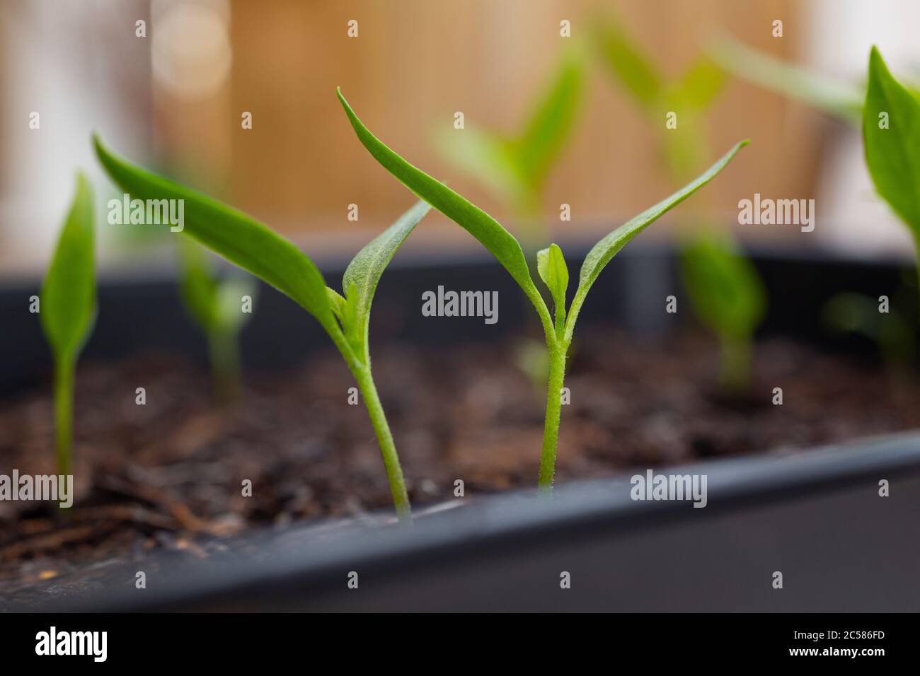 Chilli seedling hi-res stock photography and images - Alamy