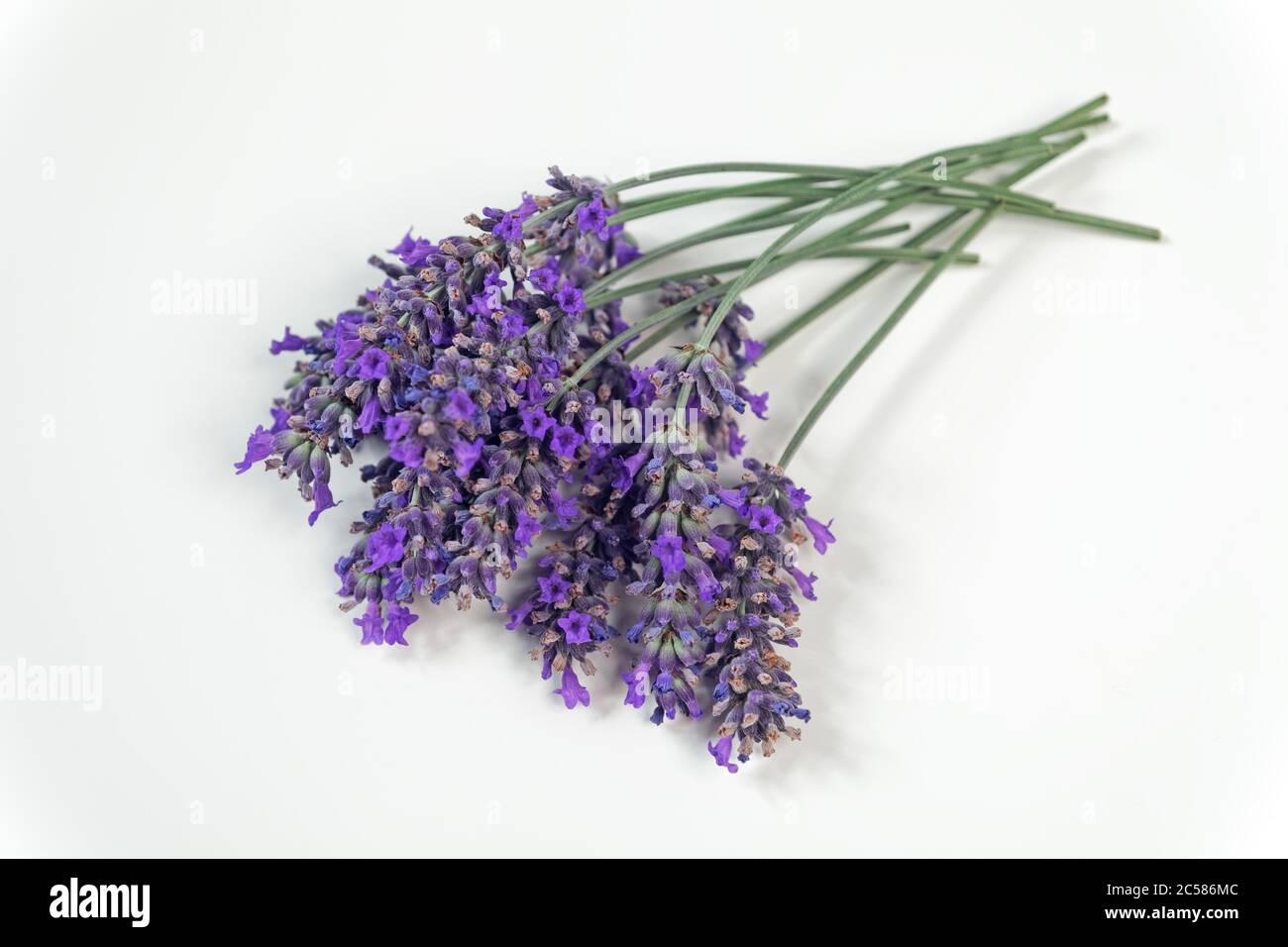 Lavender cut out hi-res stock photography and images - Alamy