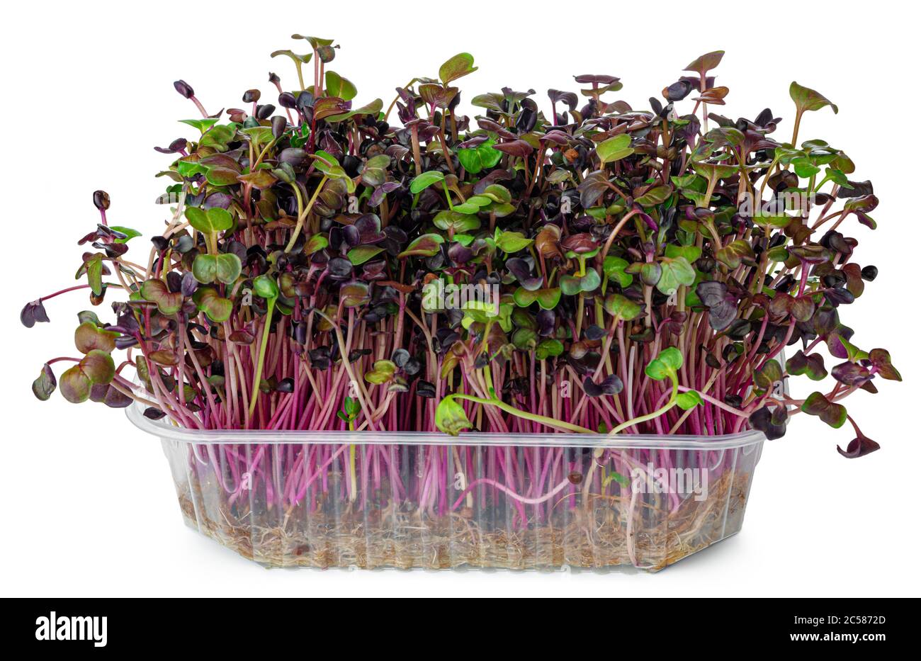 Micro green sprouts of radish isolated on white Stock Photo - Alamy